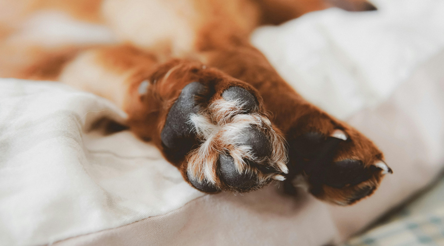 Itchy Dog Paws? This Simple Epsom Salt Soak Is a Game-Changer for Reli ...