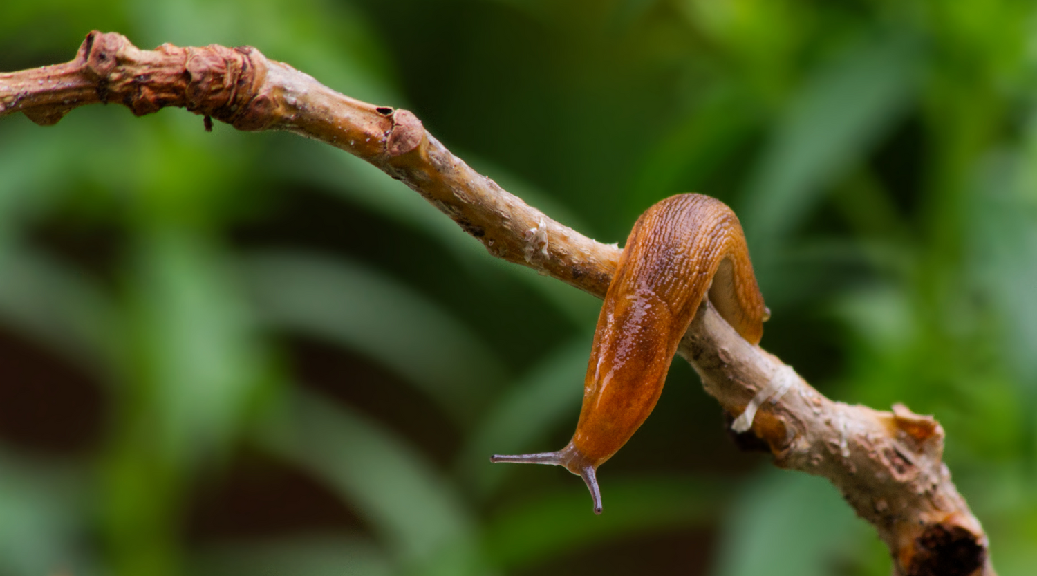 Lungworm in Pets: A Hidden Danger During Sydney's Wet Weather – Unique ...